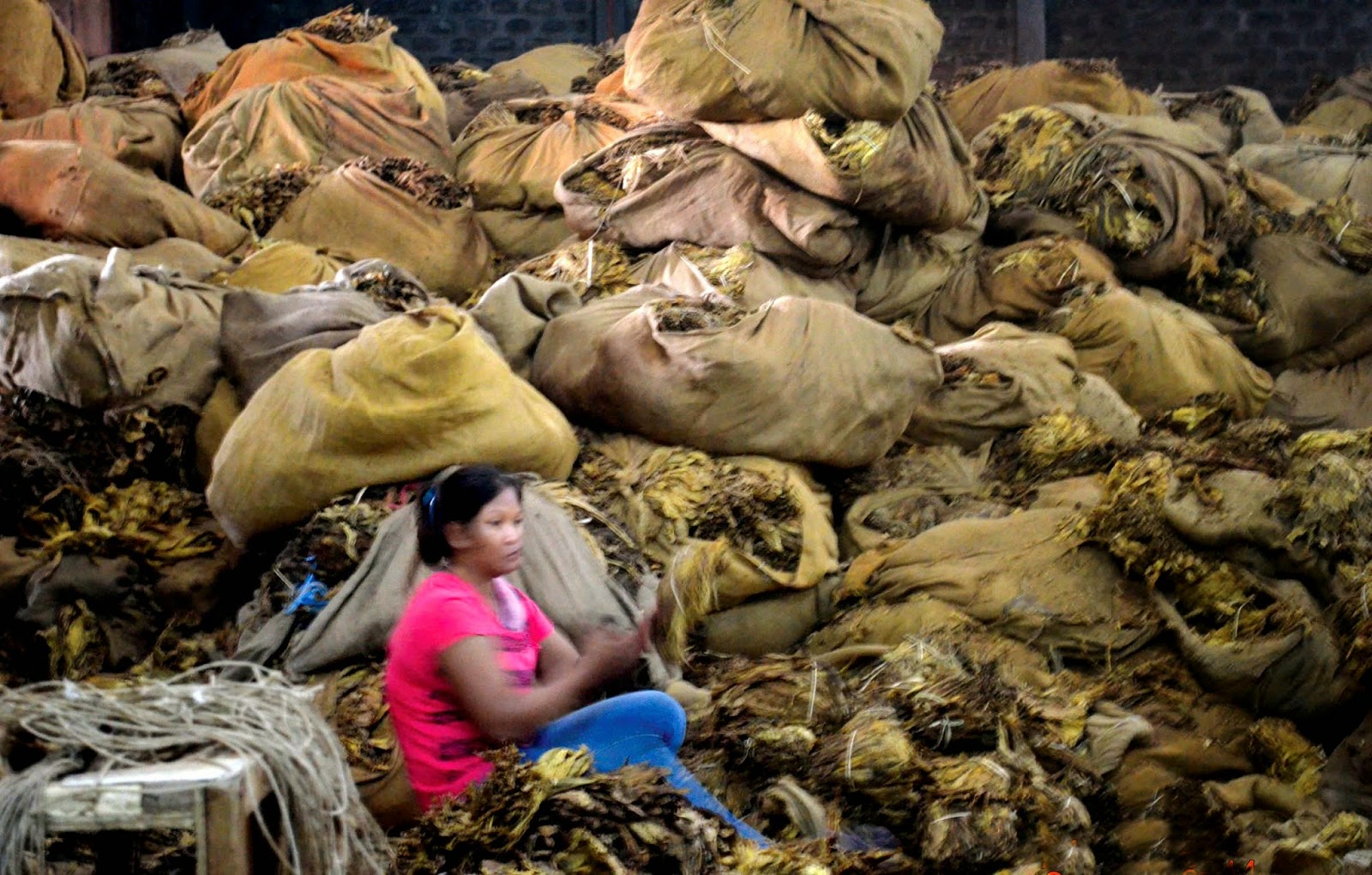 tabako - philippin news collections