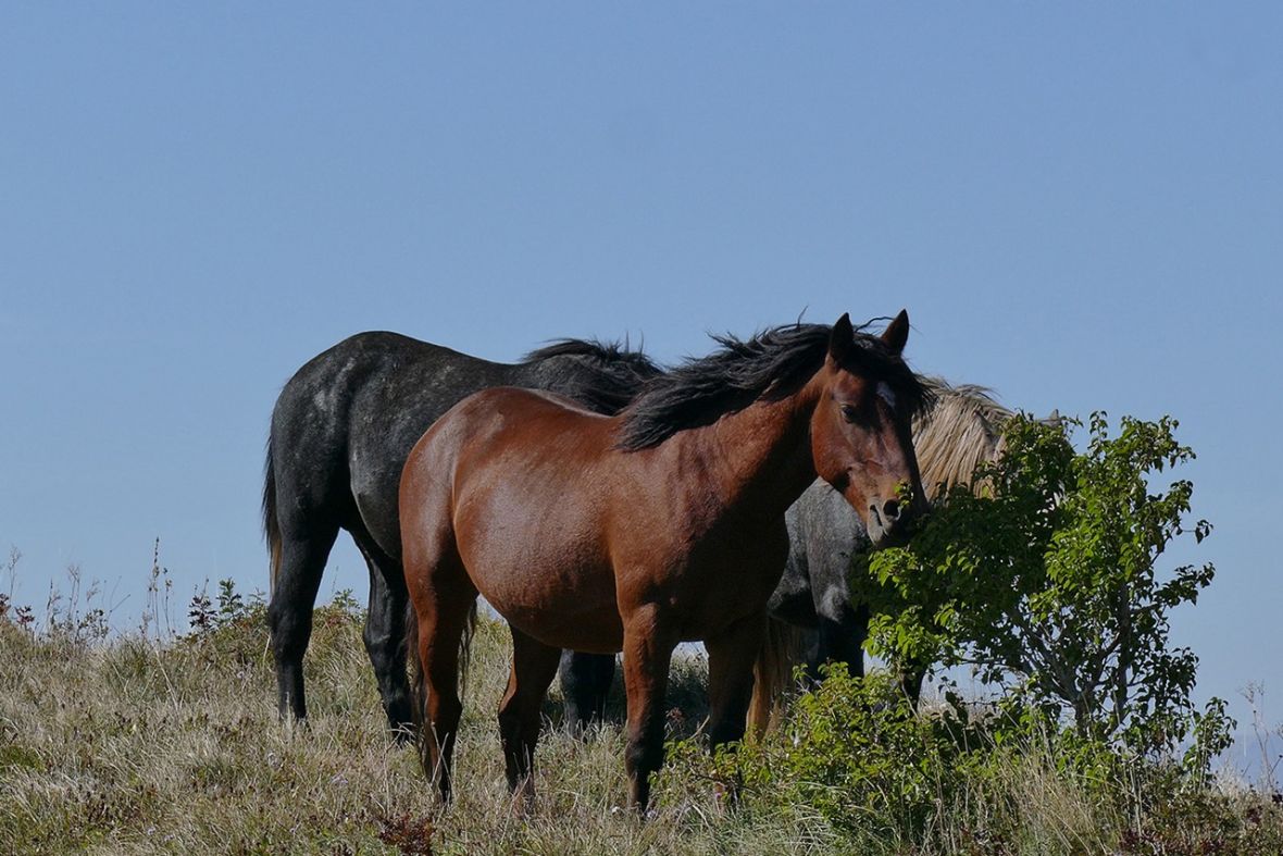 spagosmail: Divlji konji sa planine Cincar