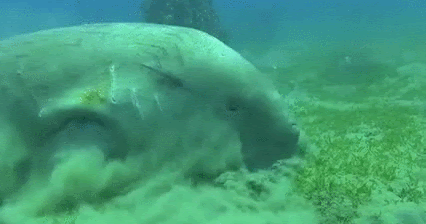 Outback Snack Australia: How to cook a Dugong