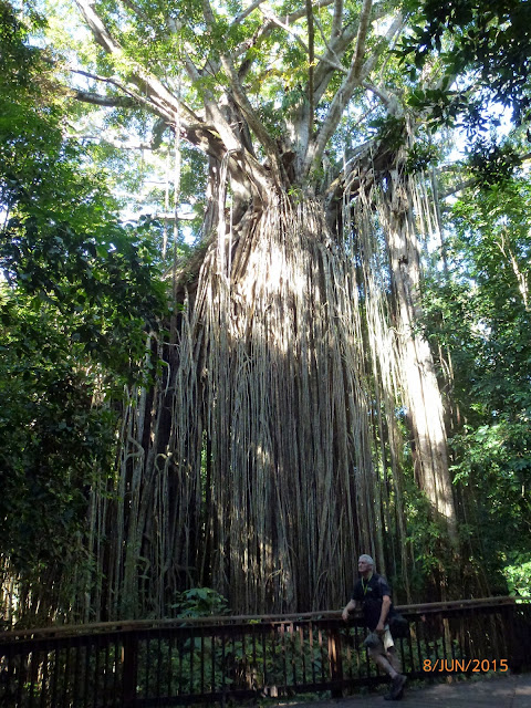 The Glebe Blog: The Glebe in the Antipodes - Queensland