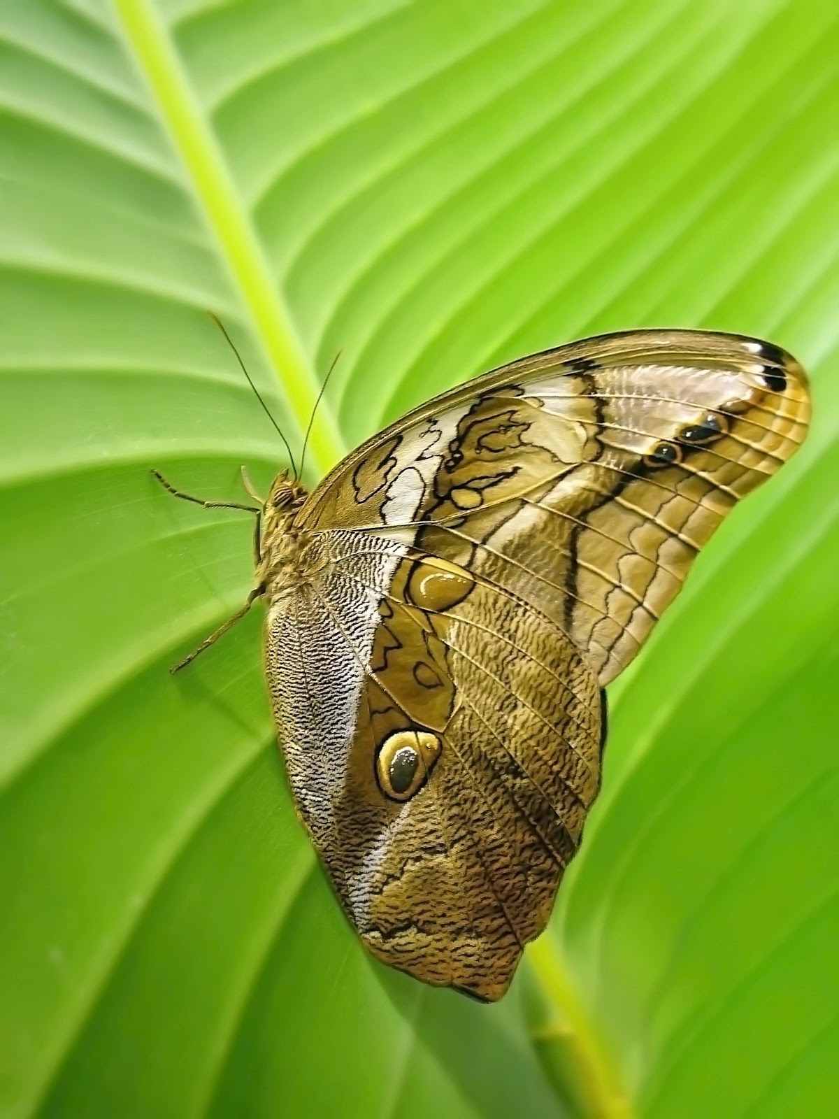 gli insetti: Farfalla