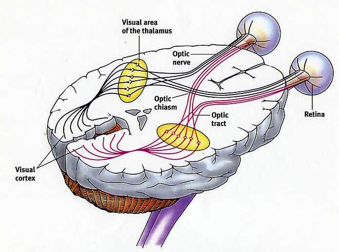 NEURO VISÃO: Córtex Visual