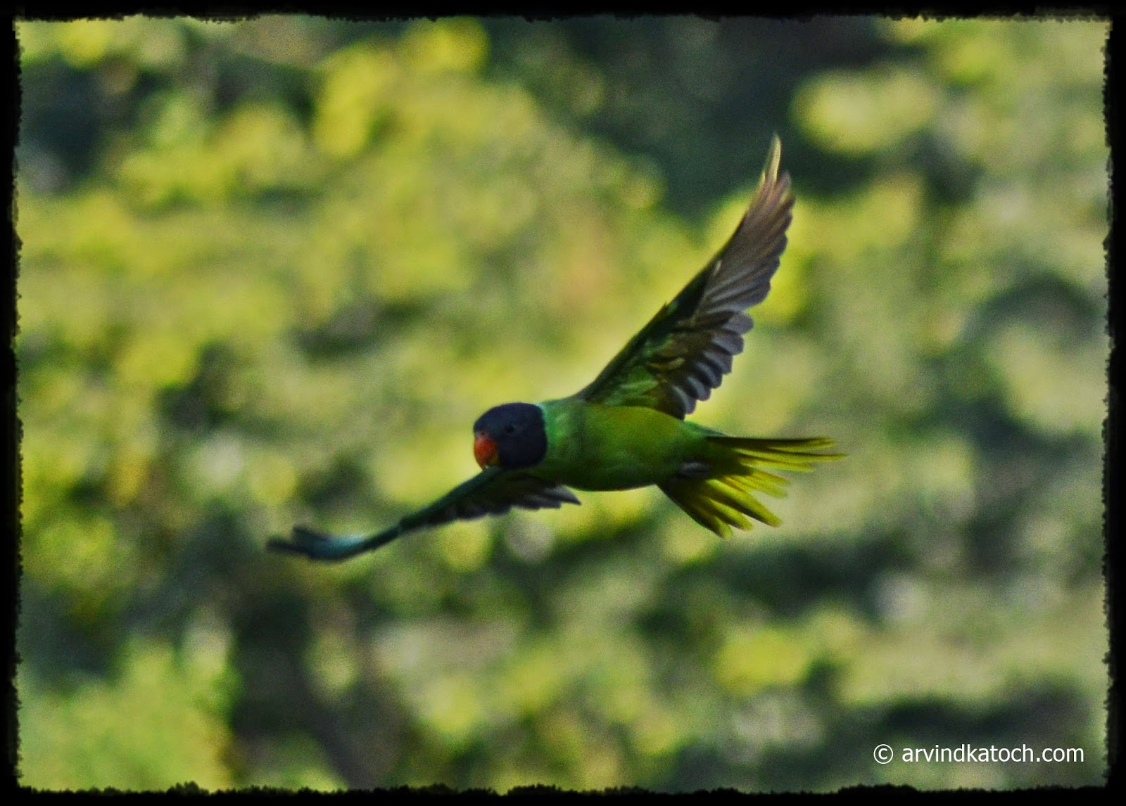 Beautiful Parrots HD Pictures (Himalayan Multicolored Parrots)