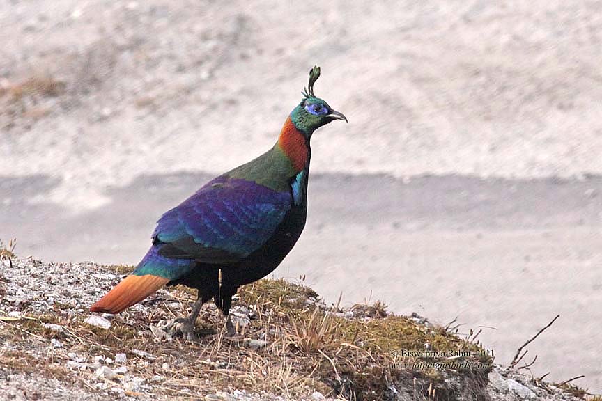 Indian Birds Photography: [BirdPhotoIndia] Another shot of the Monal