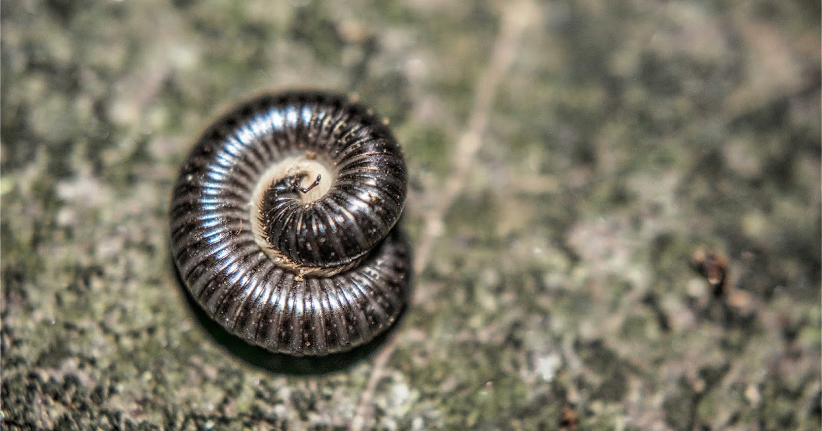 El Blog de Isa y Juan: Cylindroiulus caeruleocinctus