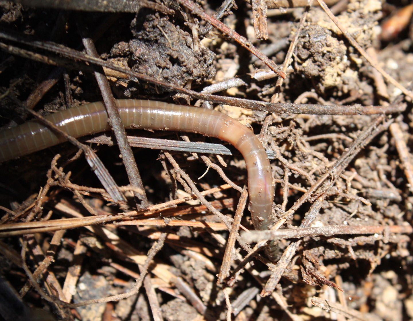 Southern Lagniappe: From 2011: "An Earthworm Story"