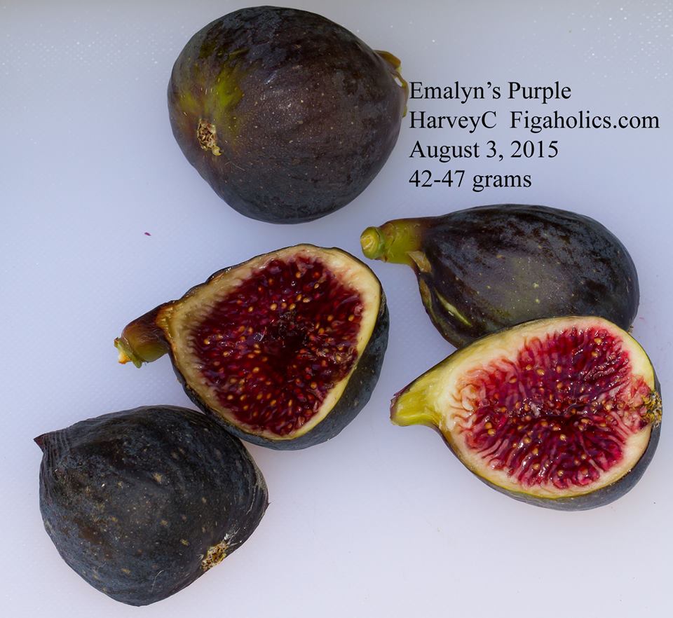 Seattle Garden & Fruit Adventures: Fig Cuttings from Harvey have arrived