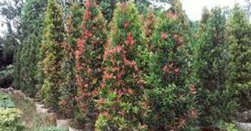 Jual Pohon Pucuk Merah | Flora Jabodetabek