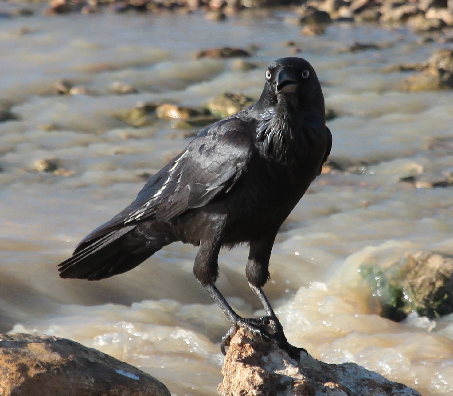 Richard Waring's Birds of Australia: Birds from Lake Nash NT