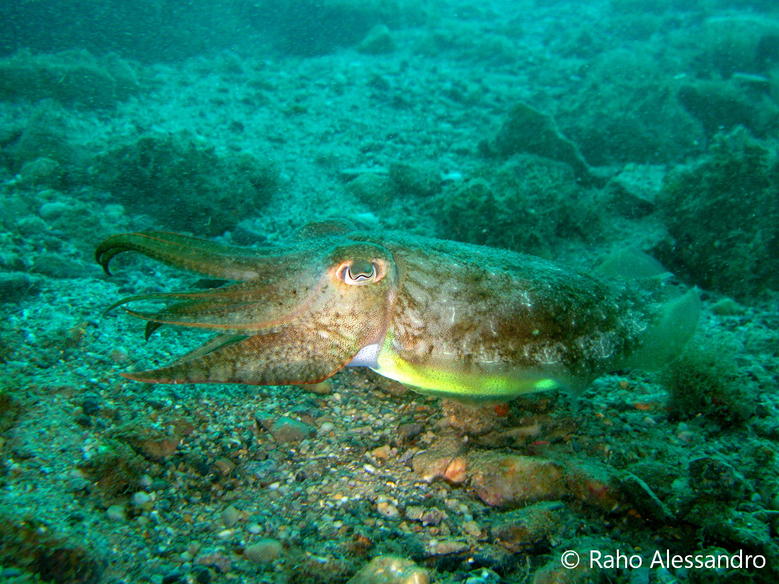 Necton e Plancton: Molluschi: Seppia