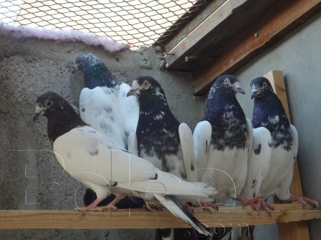 Pakistani Highflyer | BD PIGEONS