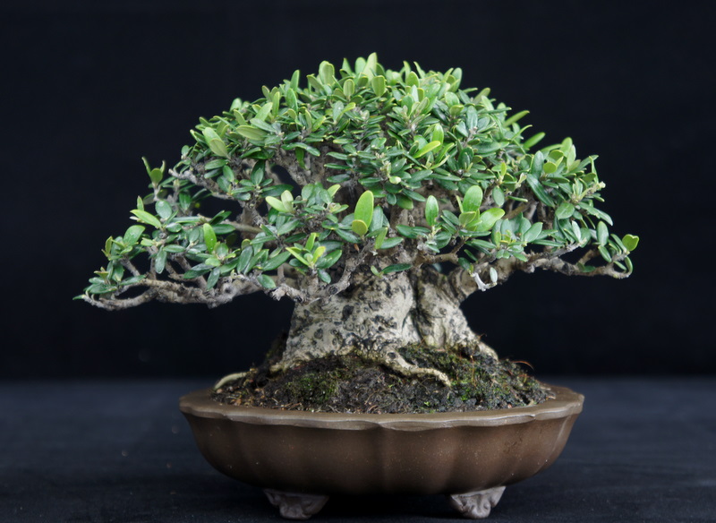 newzealandteatreebonsai: A few Shohin Bonsai