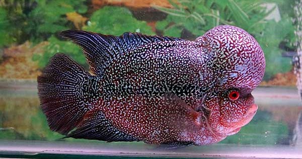 Jenis Jenis Ikan Louhan alias Flowerhorn