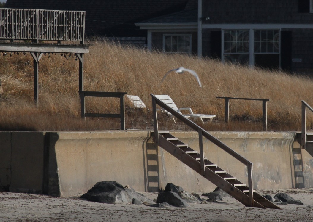 New England Coastal Birds: "Three Days of Winter Seabirding on Cape Cod ...