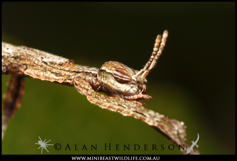 Minibeast Wildlife - Rainforest Encounters
