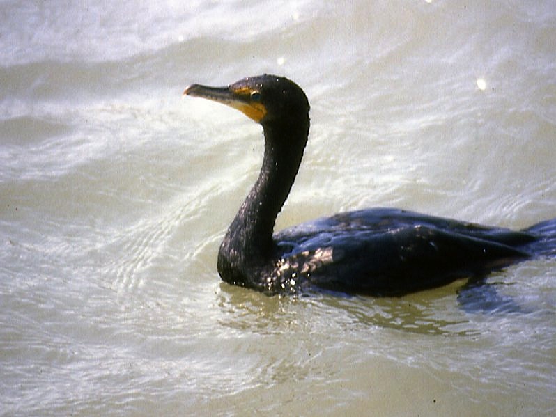 Field Biology in Southeastern Ohio: Water Birds and Waders
