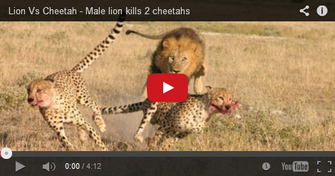 Lion Vs Cheetah - Male lion kills 2 cheetahs