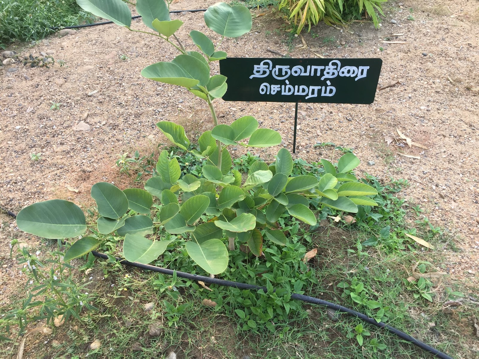 SIDDHA HEARTBEAT: 2016