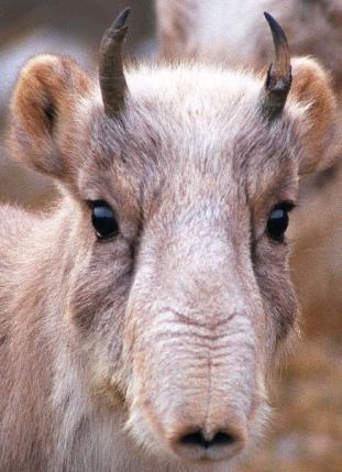 Going Extinct: 10 Animals on the Brink of Extinction-Saiga Antelope
