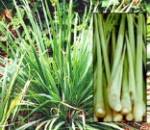 VENTANA NATURAL: EL MALOJILLO (CYMBOPOGON CITRATOS)