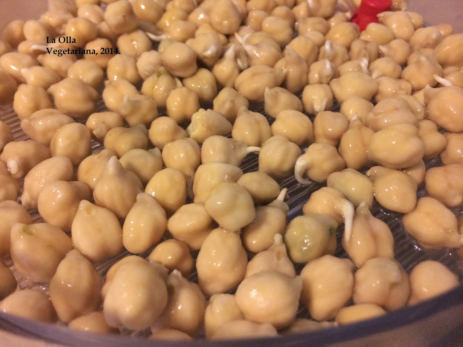La Olla Vegetariana: Menestra crudi-vegana con germinados de garbanzos ...