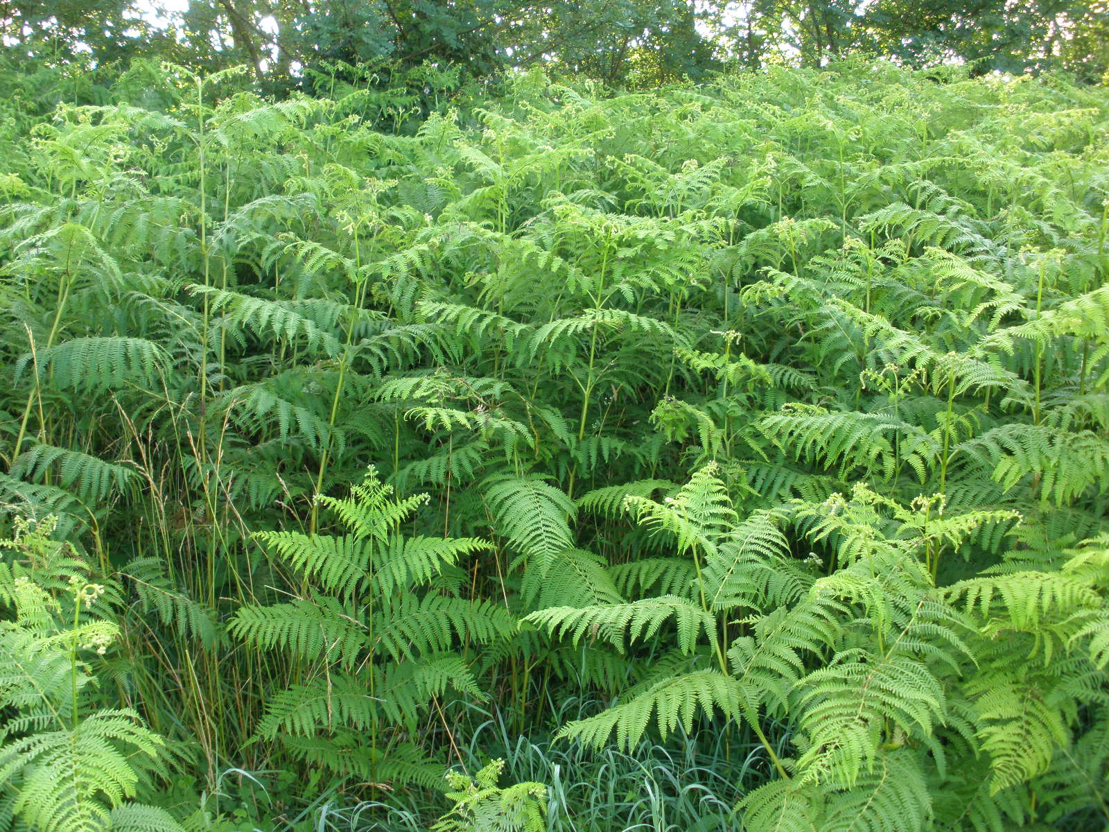 Zgz_lugares. Blog de Zaragoza: "Pteridium aquilinum", helecho común