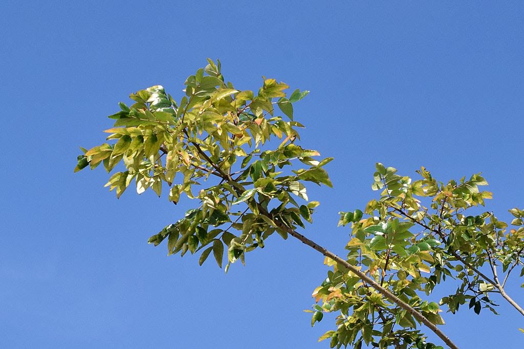 Space Coast Wildflowers
