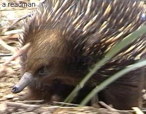 Ekidna, Satu-satunya Mammalia Yang Bertelur | Gosip Gambar