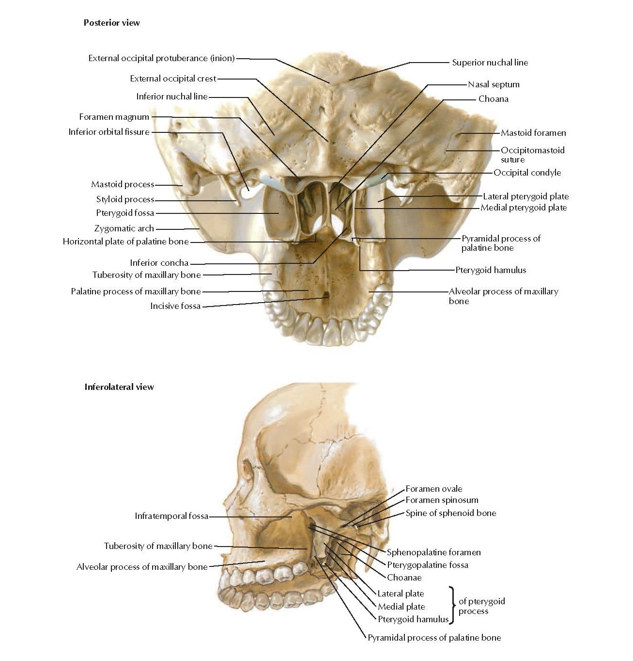 Pterygoid Fossae Anatomy - pediagenosis