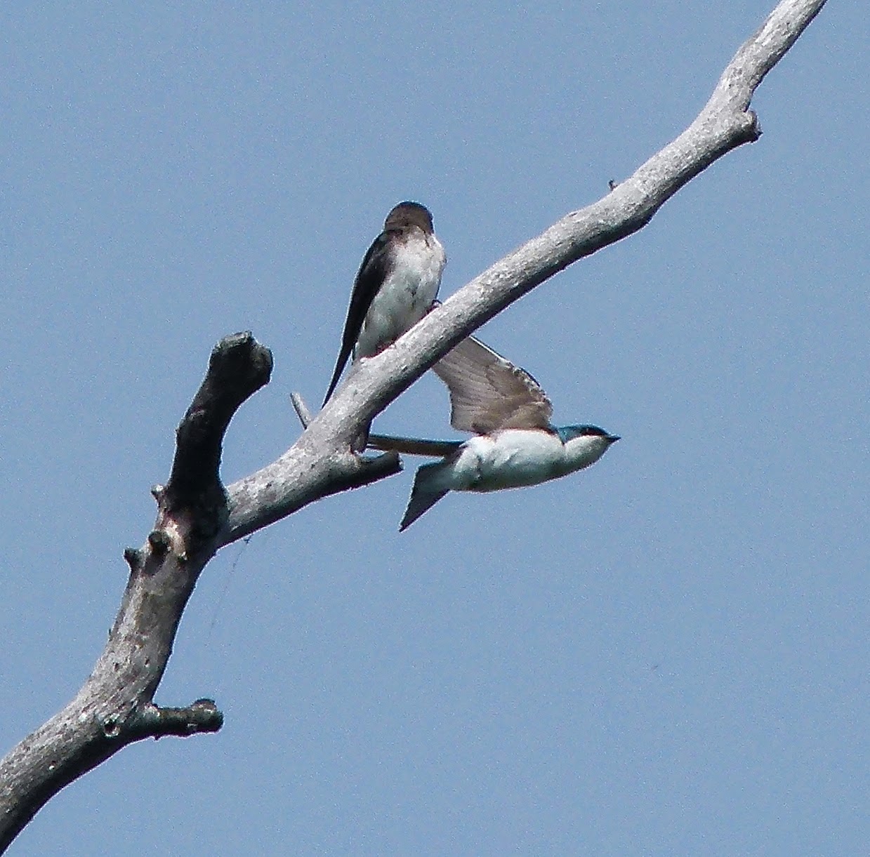 A Birding Portrait of Wooded Island (Jackson Park-Chicago, IL)