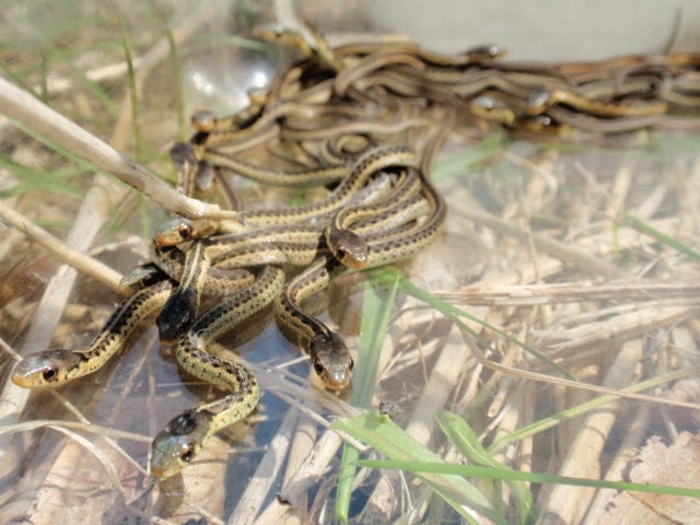 Spend a Moment in My Mind: A Bucket of Snakes
