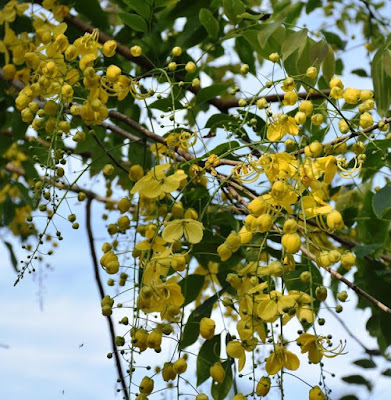 Kumbuk Pokuna Lodge: " Ehala Tree" in bloom - Galdola Godagama