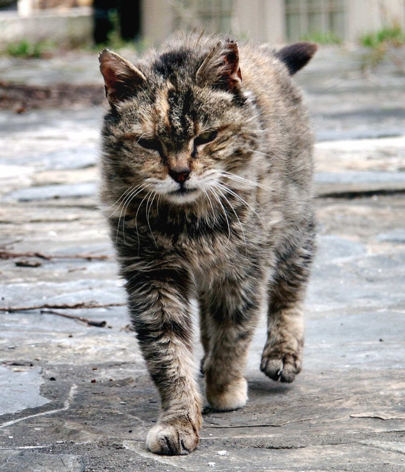 Rabies in Cats - The Truth About Feline Rabies