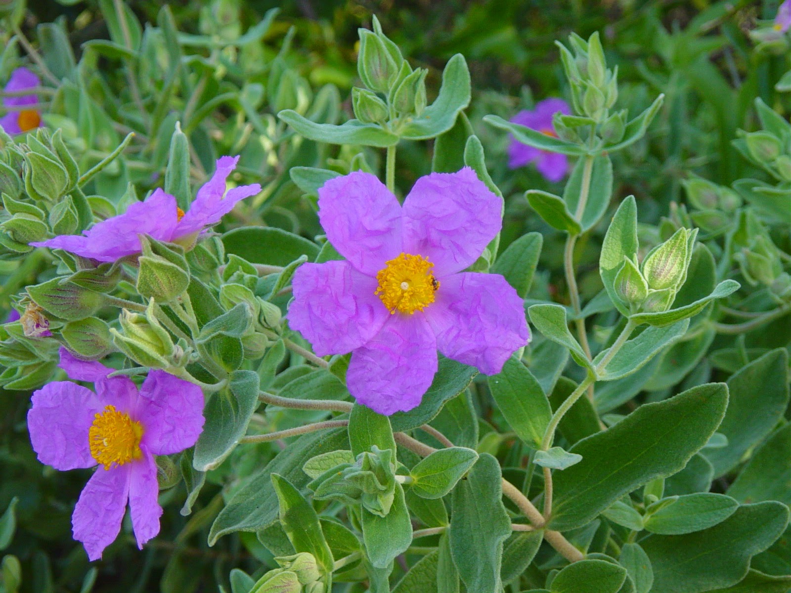 ALGARVE - PONTOS DE VISTA: Mariola ou roselha-grande