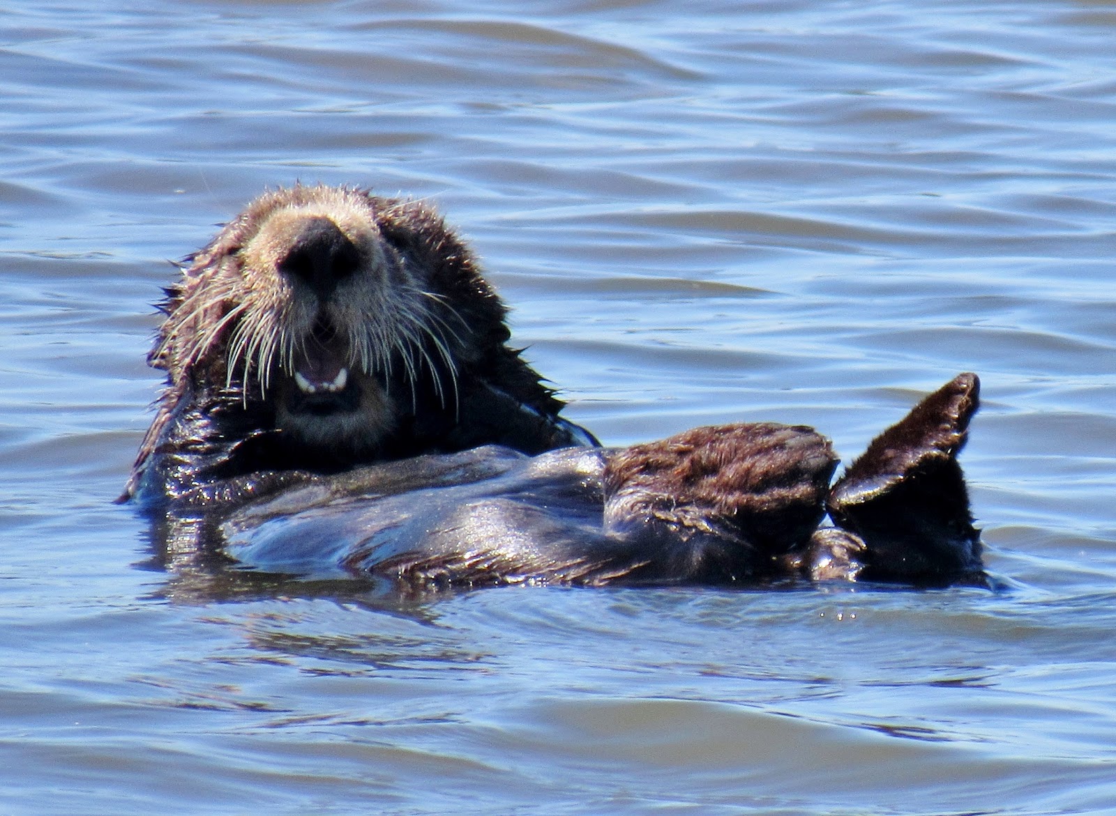 Celebrate A Conservation Success Story During Sea Otter Awareness Week!