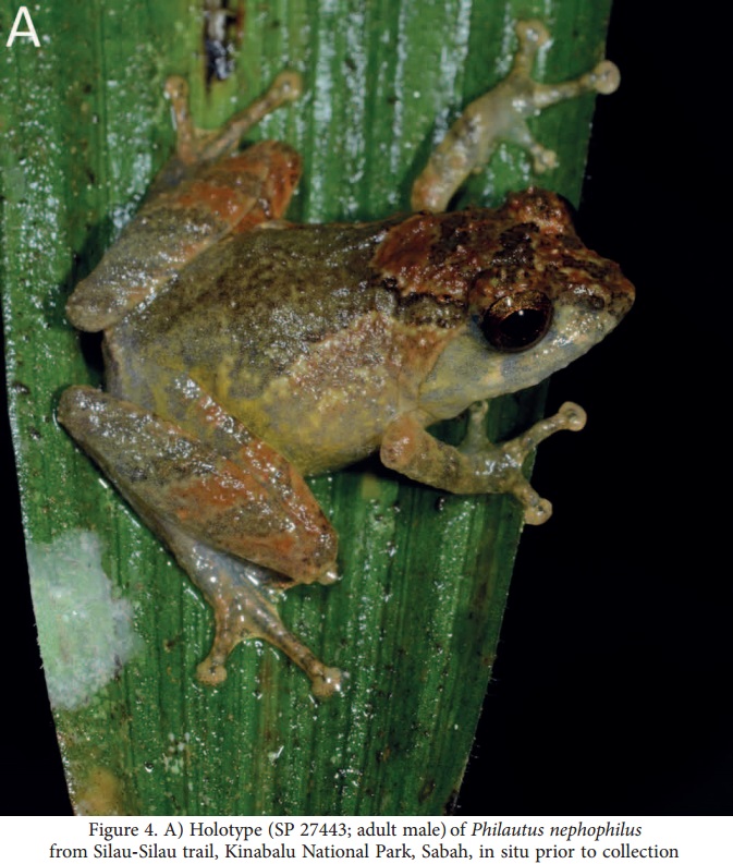 Species New to Science: [Herpetology • 2016] Philautus nephophilus • A ...