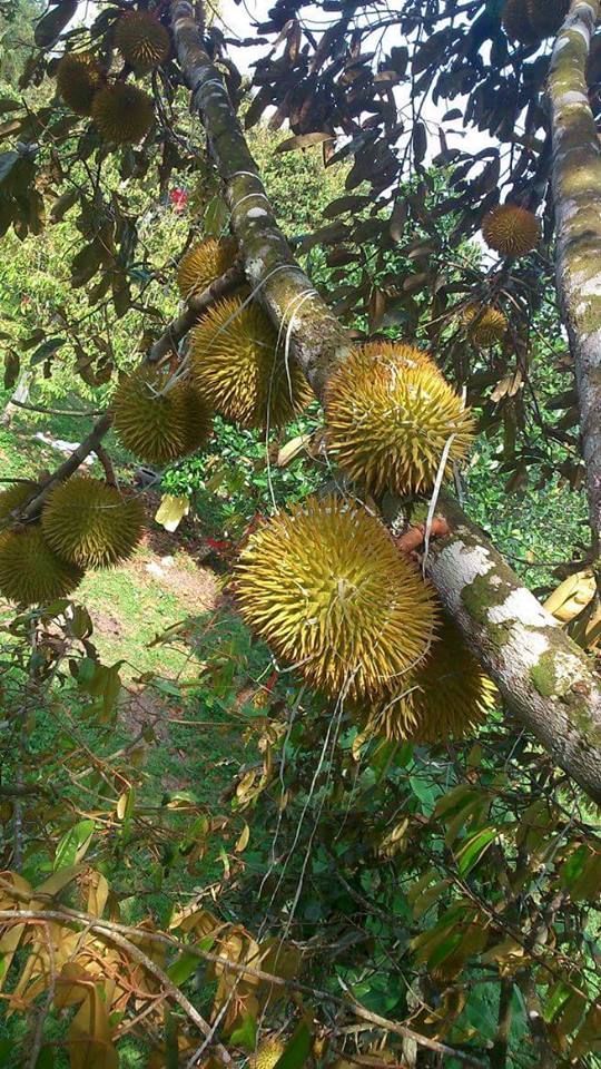 Buah Durian Lai Khas Hutan Kalimantan - www.elangalap.com