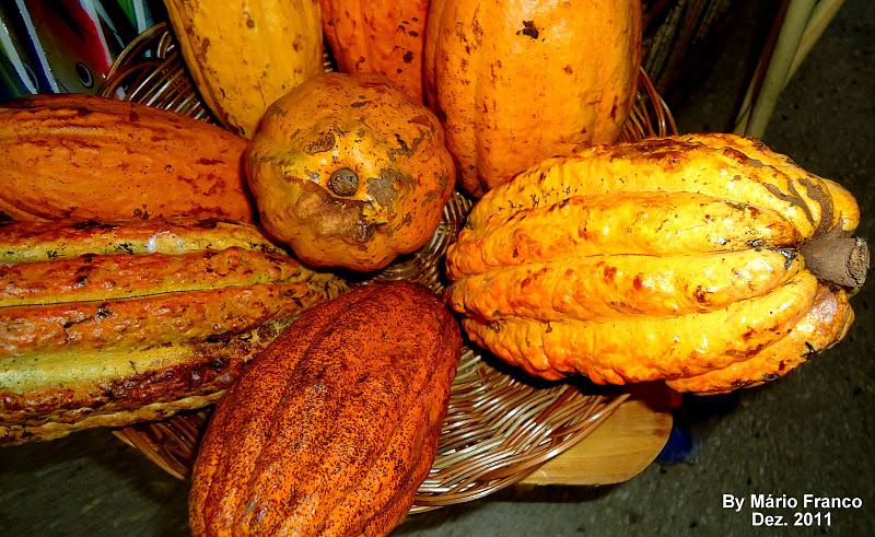 Meu Cantinho Verde: Dezembro 2011