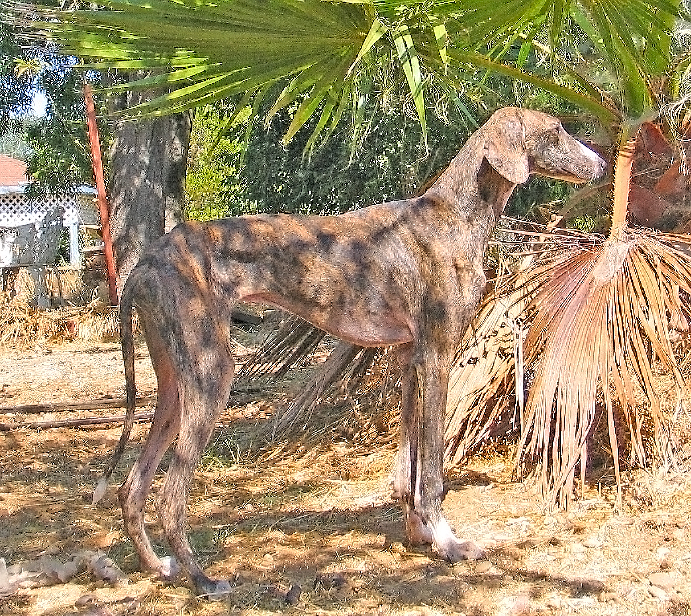 Azawakh Idi! Idi! Idi!: Azawakh: Brindles