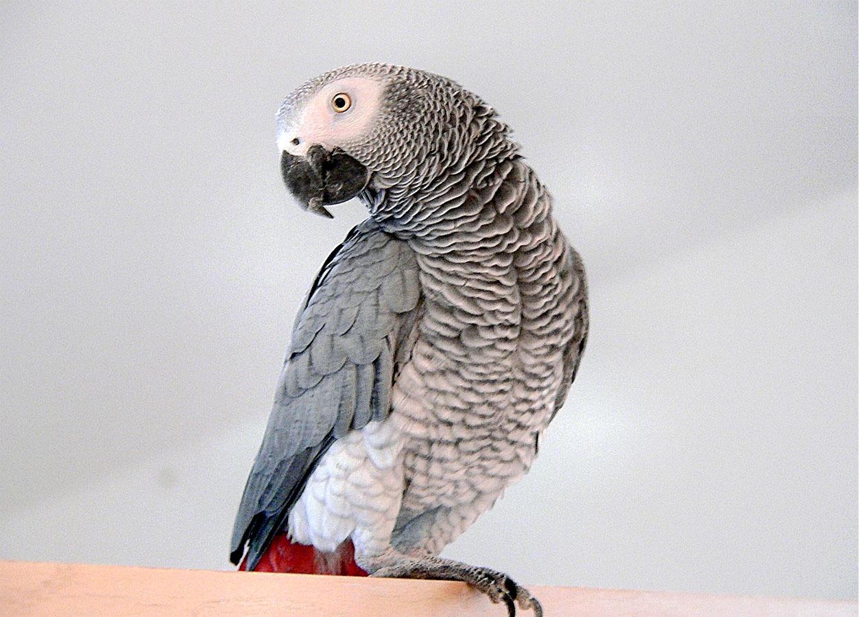 grey parrots latest hd wallpapers - FREE HD WALLPAPERS