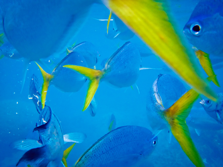 Pohjalla: Korallimeri ja Suuri Valliriutta