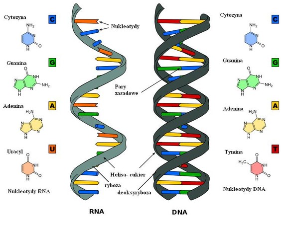 Wszystko Co Nas Otacza - Niezbędna Wiedza: Nośnik informacji ...