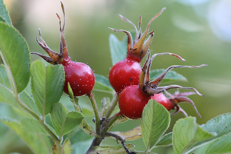 moments de partage: Cynorhodons