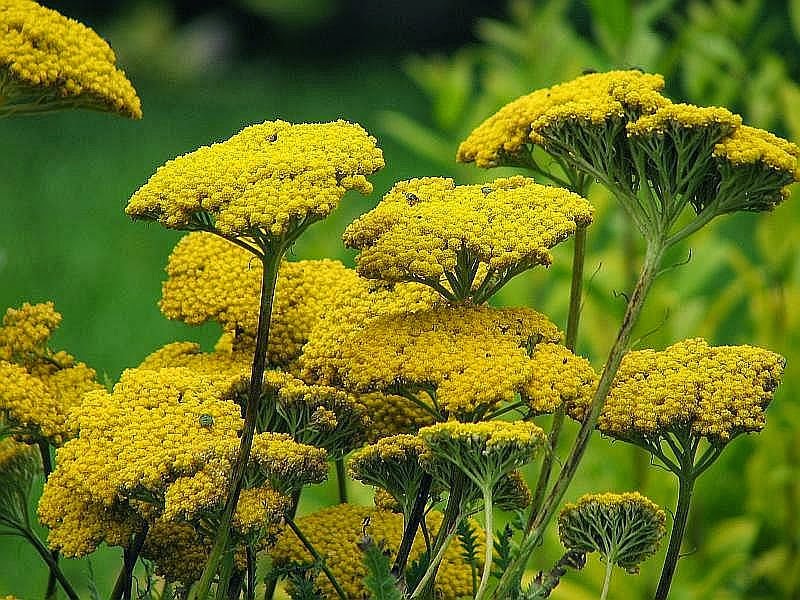 kahe valla piiri peal: korvid ja korvikesed