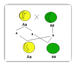 Biologia: Retrocruzamiento
