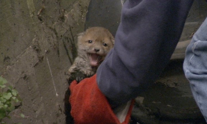 White Wolf : Little fox cubs saved from drowning in a storm drain (Video)