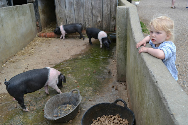 A visit to Manor Farm and Country Park - Tin Box Traveller