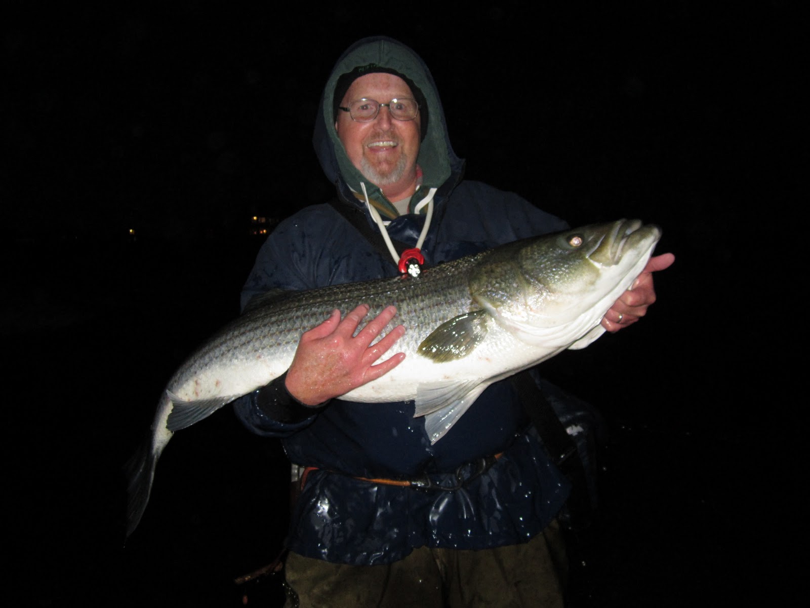 Rhode Island Striped Bass: Parade of Monster Fish Continues