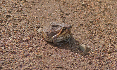 Real Monstrosities: Bushveld Rain Frog