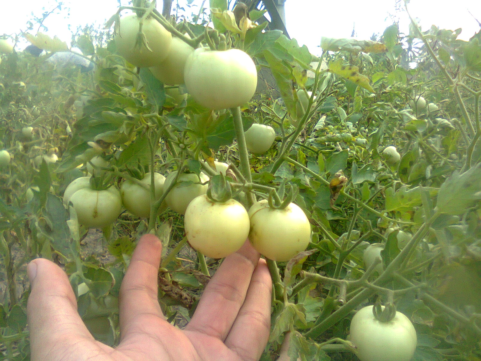 Photo - Photo TOMAT RAMPAI yang Dibudidaya Di Sawah - Guru Ilmuan